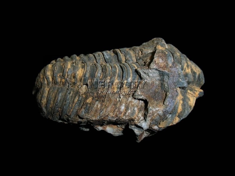 trilobit #525 | Fosílie