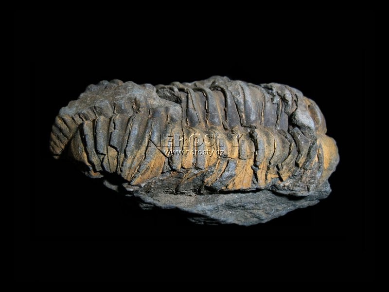 trilobit #527 | Fosílie