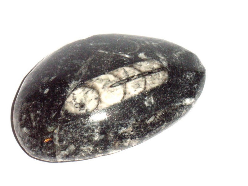 ortoceras #2376 | Fosílie - ortoceras