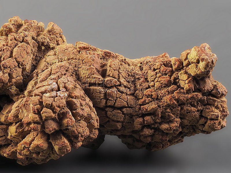 koprolit #4527 | Fosílie