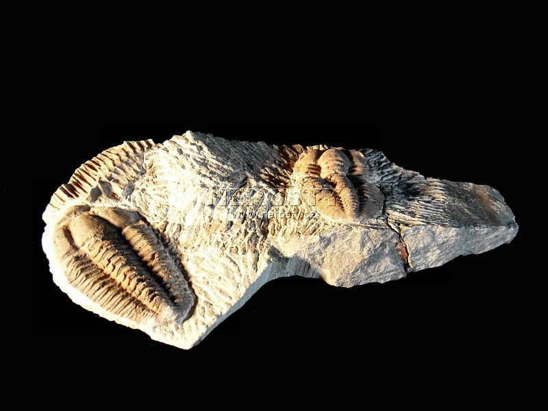 trilobit #5642 | Fosílie - trilobit