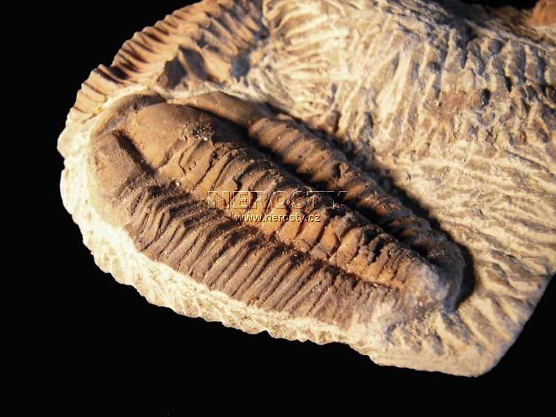 trilobit #5642 | Fosílie - trilobit