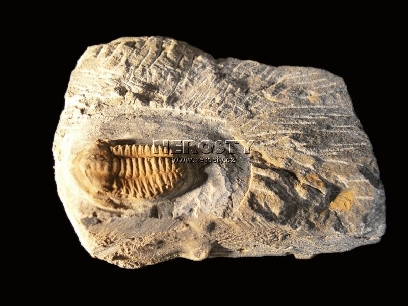 trilobit #5647 | Fosílie