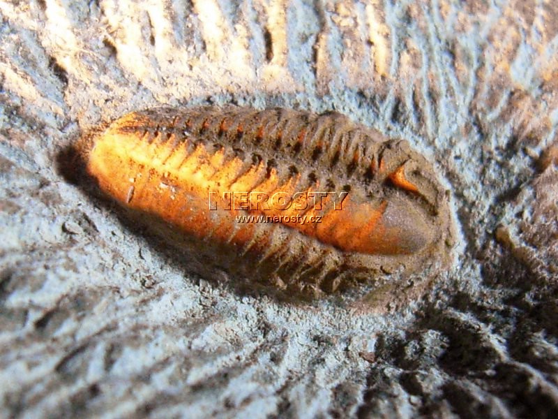 trilobit #5649 | Fosílie