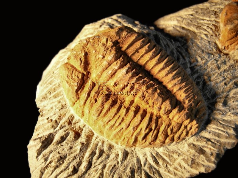 trilobit #5652 | Fosílie