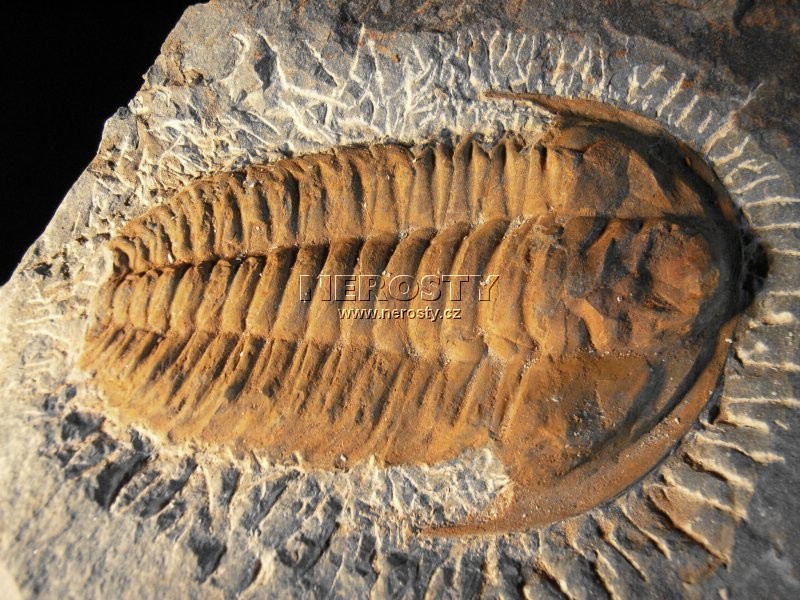 trilobit #5654 | Fosílie - trilobit
