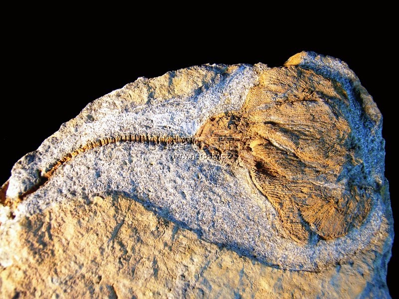 lilijice #5666 | Fosílie - lilijice