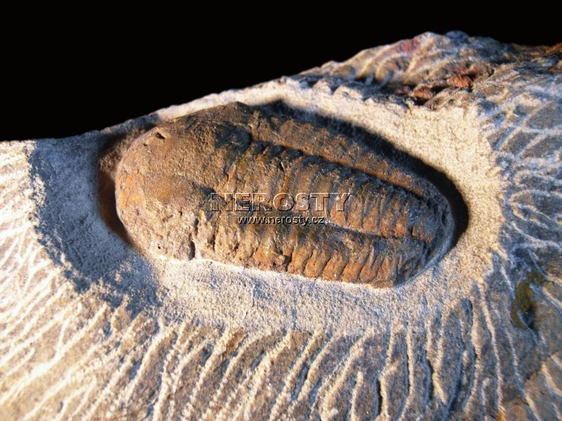 trilobit #5670 | Fosílie