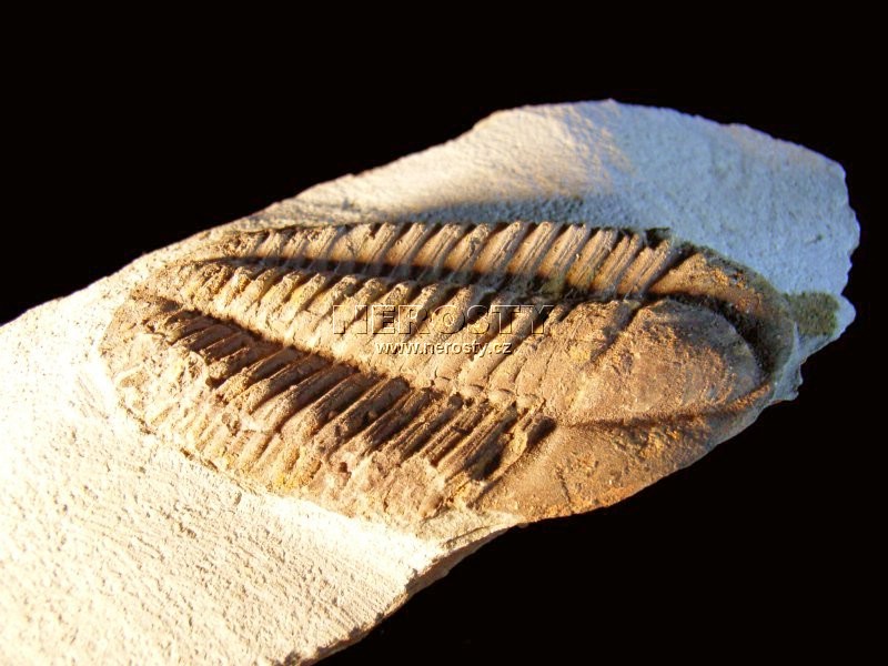 trilobit #5672 | Fosílie