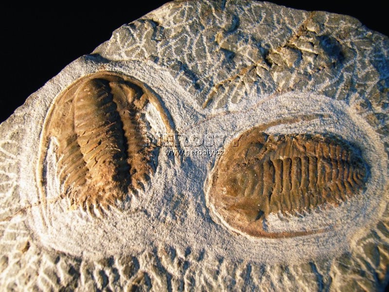 trilobit #5680 | Fosílie