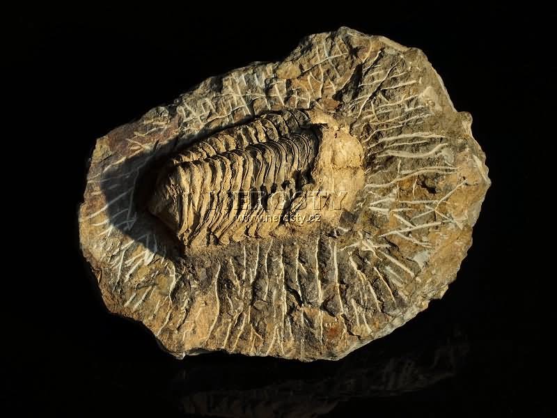 trilobit #9111 | Fosílie