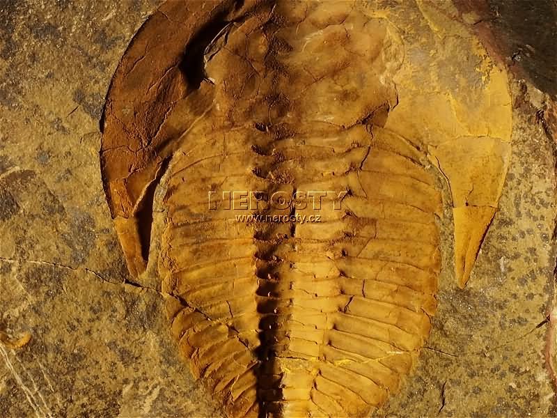 trilobit #9653 | Fosílie - trilobit
