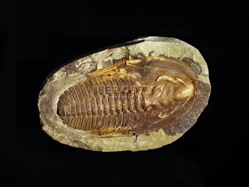 trilobit #9661 | Fosílie