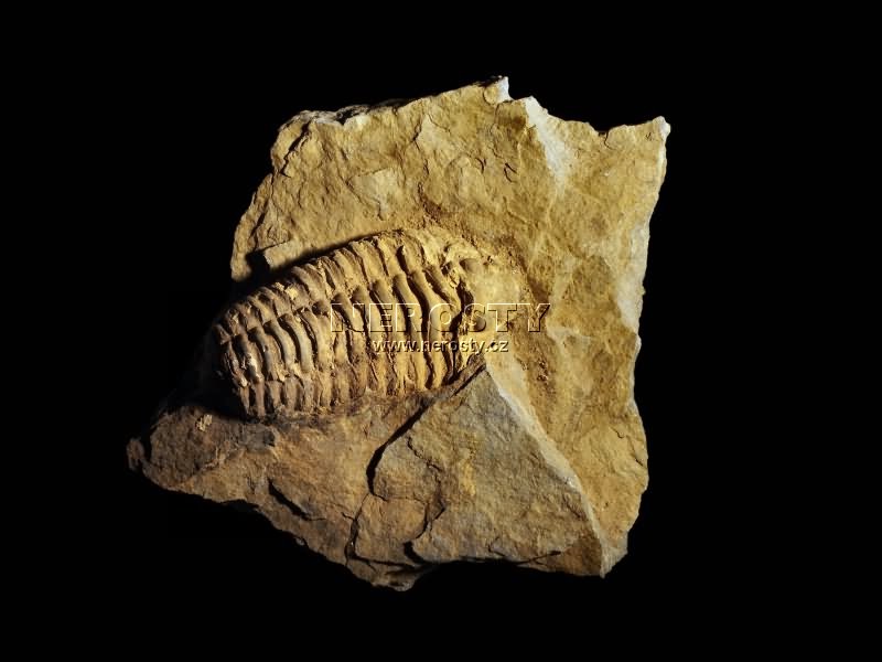 trilobit #9781 | Fosílie