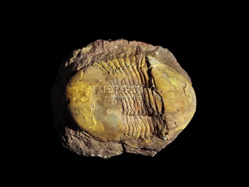 trilobit #9784 | Fosílie