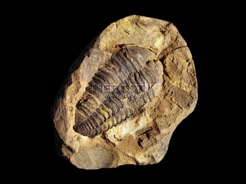trilobit #9803 | Fosílie