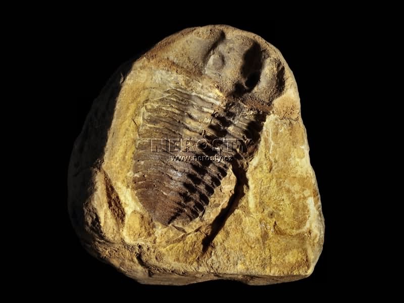 trilobit #9808 | Fosílie