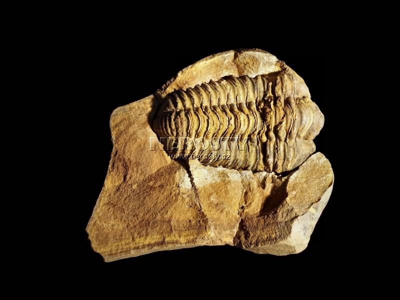 trilobit #9827 | Fosílie - trilobit