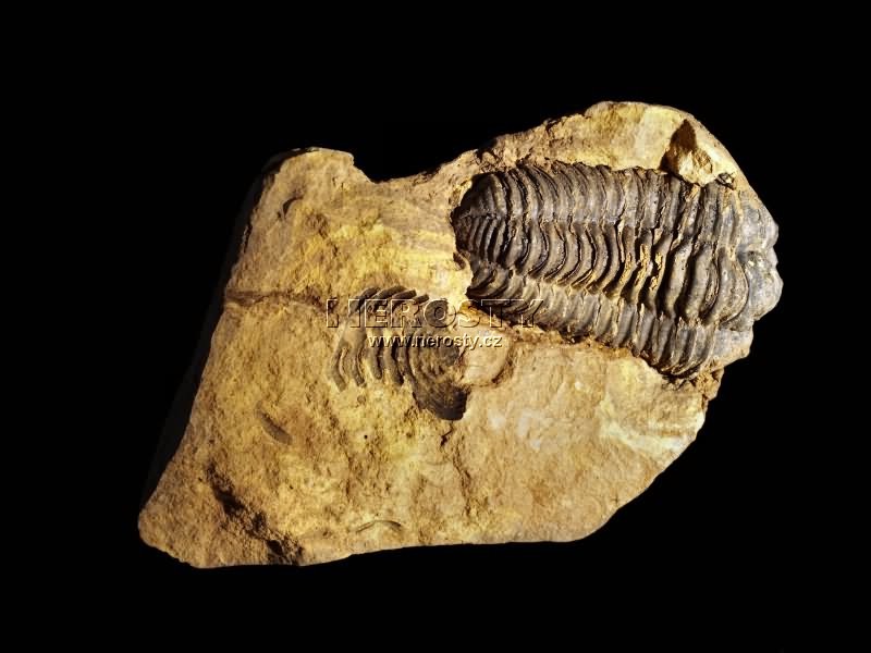 trilobit #9829 | Fosílie