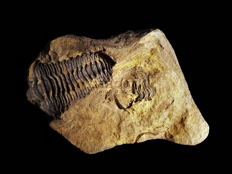 trilobit #9829 | Fosílie