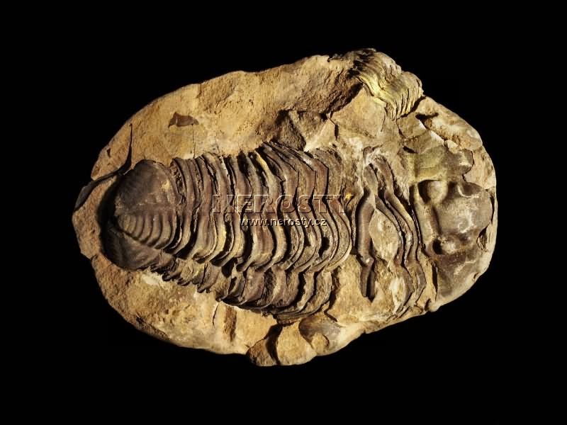 trilobit #9833 | Fosílie | katalog obchodu Nerosty.cz