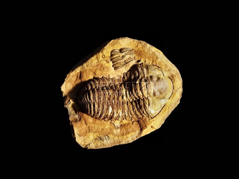trilobit #9837 | Fosílie