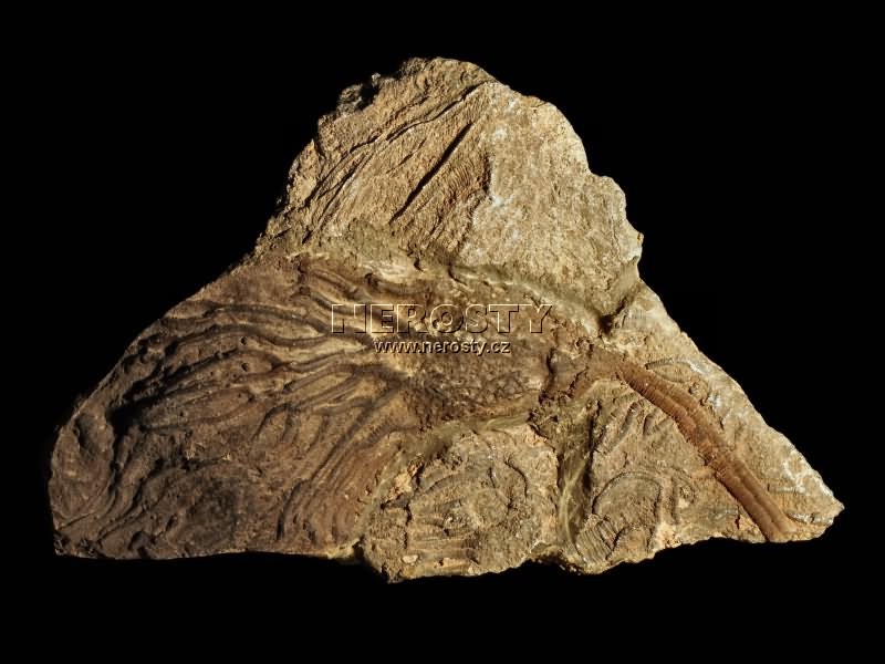 lilijce #9791 | Fosílie