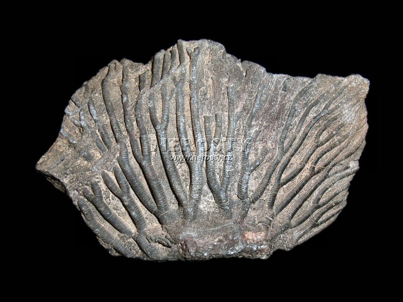 lilijice #2748 | Fosílie