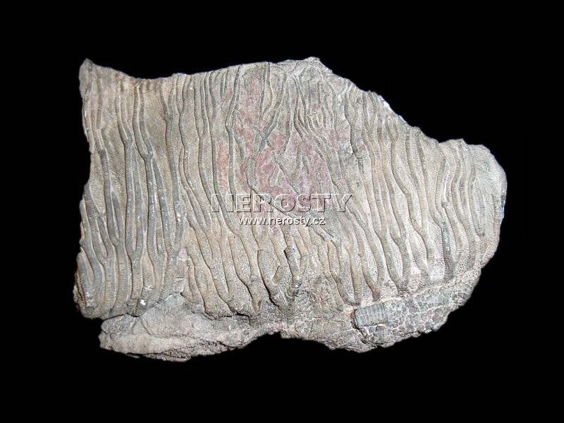 lilijice #2749 | Fosílie