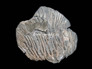 lilijice #2750 | Fosílie - lilijice