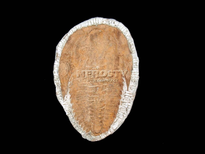 trilobit #232 | Fosílie