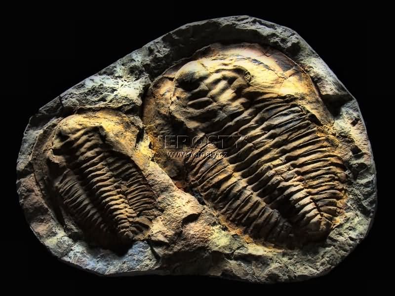 trilobit #1569 | Fosílie