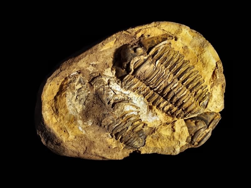 trilobit #9806 | Fosílie