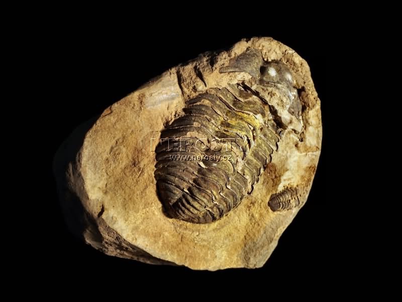 trilobit #9812 | Fosílie