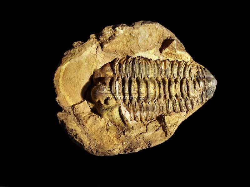 trilobit #9821 | Fosílie