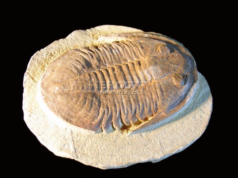 trilobit #5664 | Fosílie - trilobit