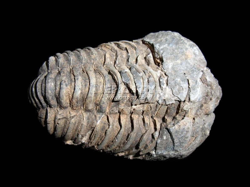 trilobit #2696 | Fosílie