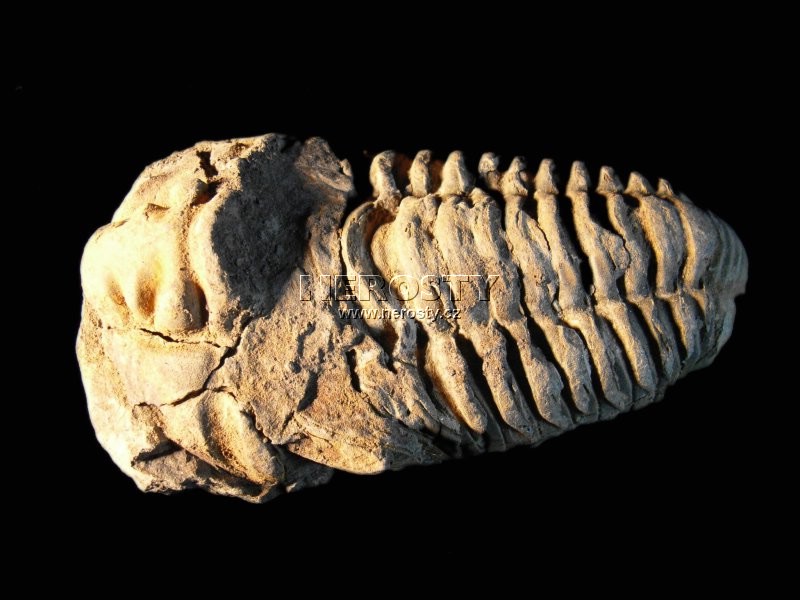 trilobit #5694 | Fosílie - trilobit