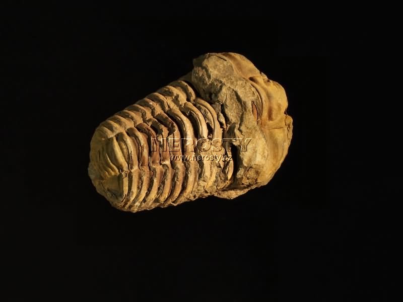 trilobit #9529 | Fosílie - trilobit