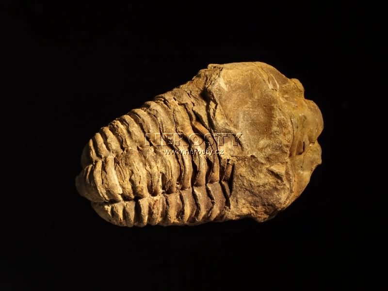 trilobit #9540 | Fosílie