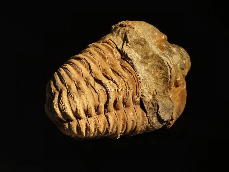 trilobit #9542 | Fosílie | Nerosty.cz