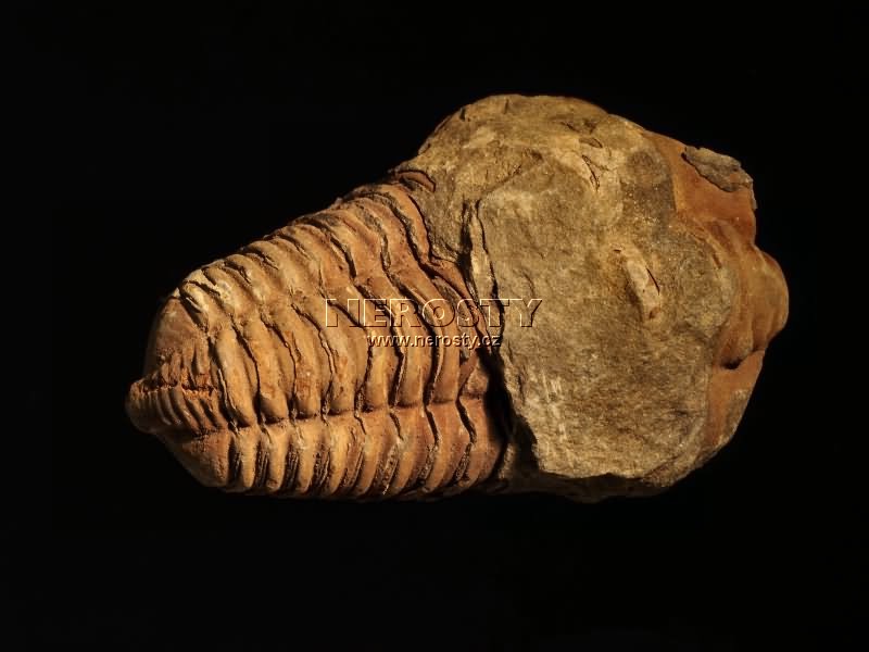 trilobit #9559 | Fosílie