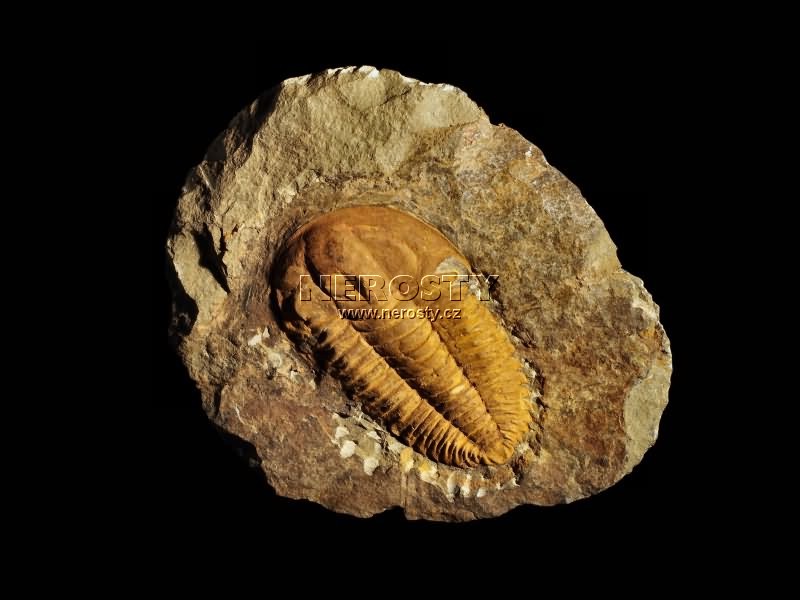 trilobit #9778 | Fosílie