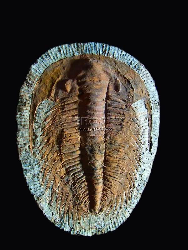 trilobit #4556 | Fosílie