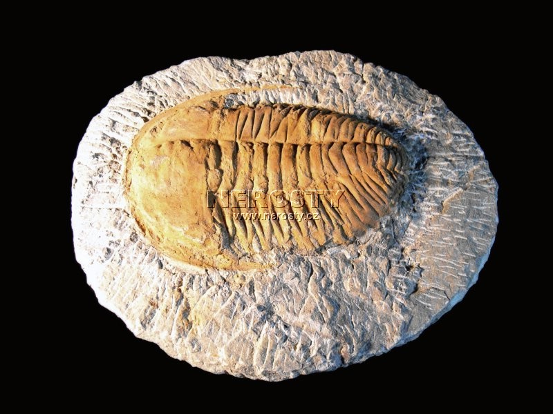 trilobit #5661 | Fosílie - trilobit