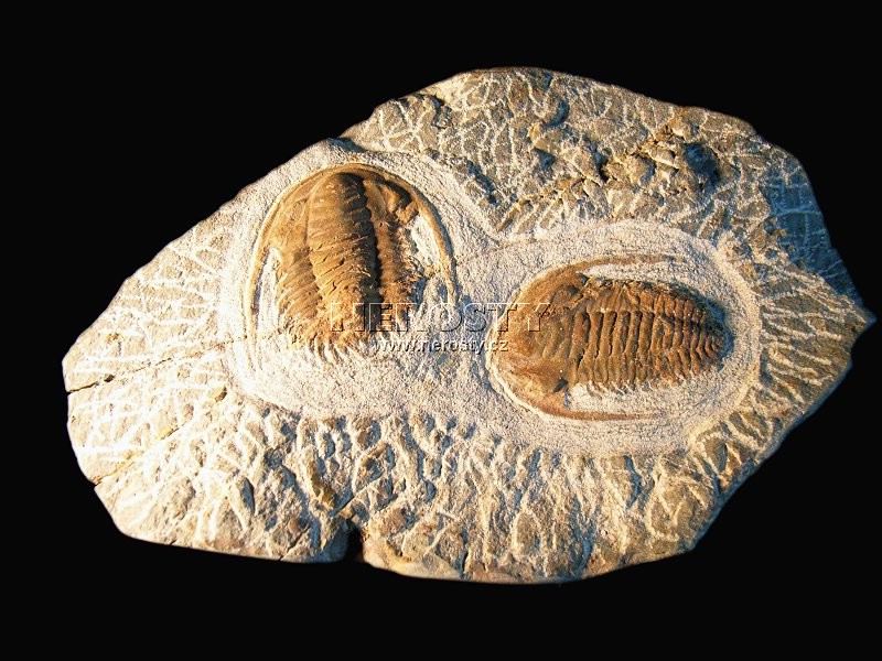 trilobit #5680 | Fosílie