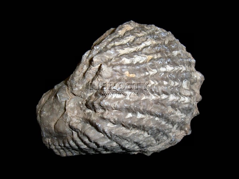 ústřice #2733 | Fosílie